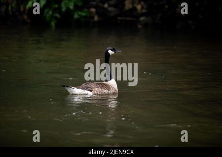 Goose Swimming Alone Down Gentle River Stock Photo - Alamy