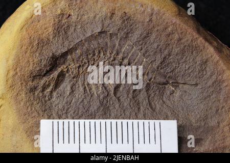Palaeocaris typus Meek & Worthen Stock Photo - Alamy