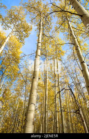 Aspen Trees at Kenosha Pass in Colorado Stock Photo - Alamy