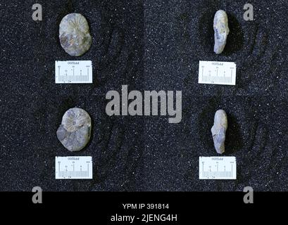 Scaphites whitfieldi Cobban Stock Photo - Alamy