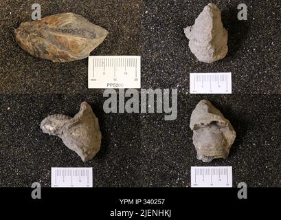 Pholadomya (Procardia) sp Stock Photo - Alamy