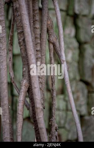 tangled roots of a plant in the botanical garden Stock Photo - Alamy