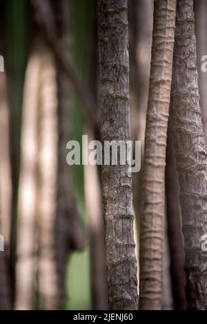 tangled roots of a plant in the botanical garden Stock Photo - Alamy