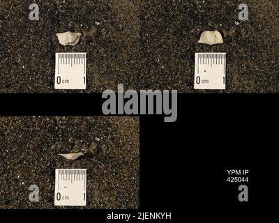 Chonetina flemingi var. plebeia Dunbar & Condra Stock Photo - Alamy