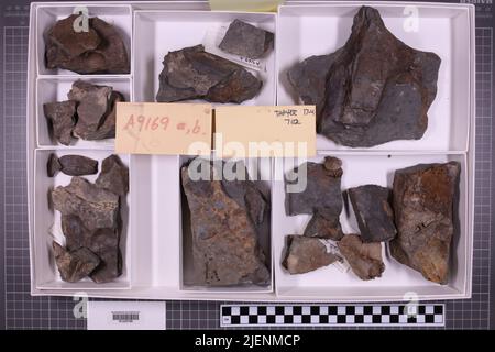mixed taxa, stratigraphic collection Stock Photo - Alamy