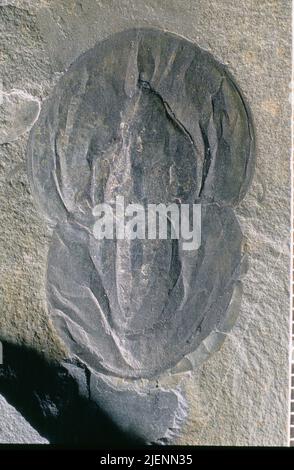 Naraoia compacta Walcott Stock Photo - Alamy