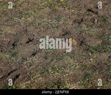 pocket gopher, Thomomys bottae, in Golden Gate park, San Francisco ...
