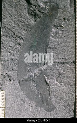 Ottoia prolifica Walcott Stock Photo - Alamy