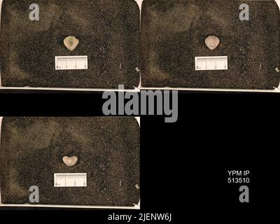 Hiscobeccus capax (Conrad, 1842 Stock Photo - Alamy