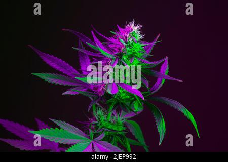 Multicolored neon leaf on dark background Stock Photo - Alamy