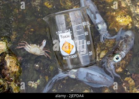 Soft cuttlefish die after dangerous chemicals leak into the sea Stock ...