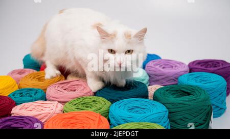 Close-up of a whiting fluffy cat among multicolored cotton skeins Stock ...
