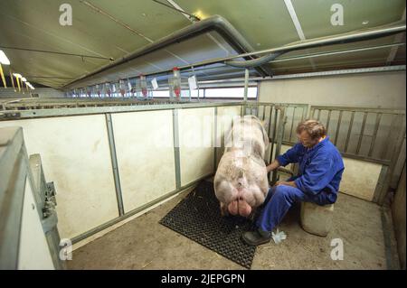 Hog breeding by artificial insemination Stock Photo - Alamy