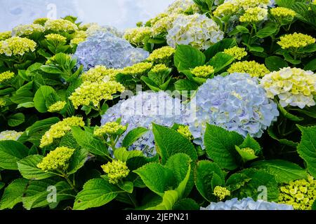 Giant Hydrangea flowers line a country road near Agualva, Terceira ...