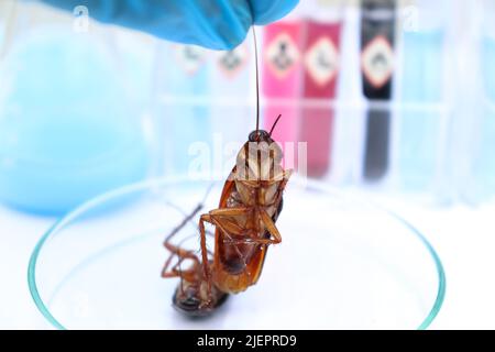 scientific experiments with Cockroach in the laboratory and chemical ...