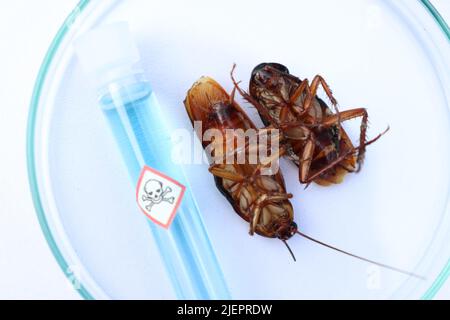 scientific experiments with Cockroach in the laboratory and chemical ...