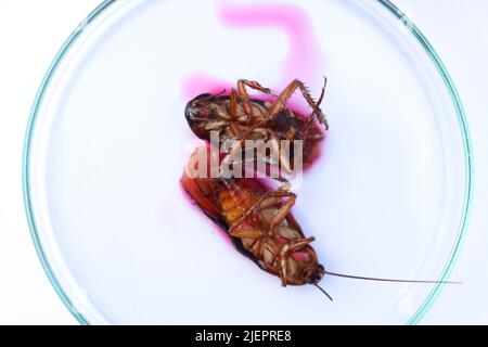 scientific experiments with Cockroach in the laboratory and chemical ...