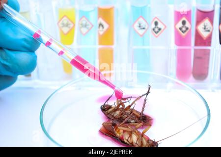 scientific experiments with Cockroach in the laboratory and chemical ...