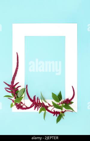 Amaranthus plant and flower seeds abstract background border. Health ...