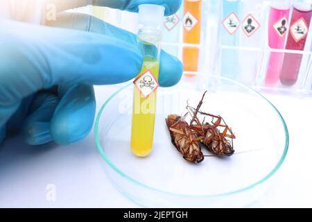 scientific experiments with Cockroach in the laboratory and chemical ...