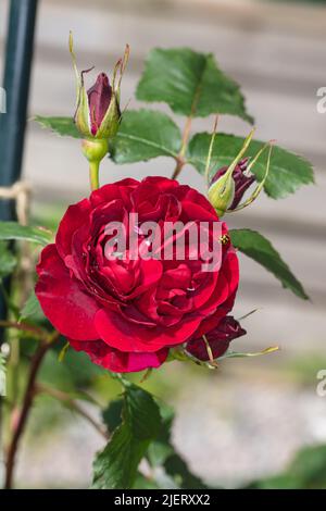 'Hope for Humanity' Shrub Rose, Buskros (Rosa Stock Photo - Alamy