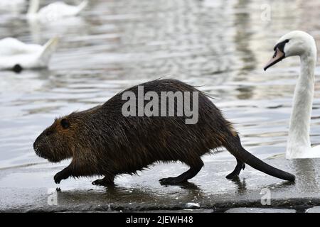 Nutria (Myocastor coypus) and mute swans (Cygnus olor) by the river ...