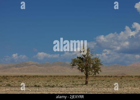 Lonely tree in mountains. Mongolia Stock Photo - Alamy