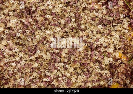 Masses of elder random flower blossom flowers used in organic homemade ...