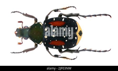 Beautiful insect specimens collection of flower chafer Stock Photo - Alamy
