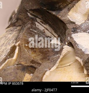 Limopsis striatopunctatus Evans & Schumard Stock Photo - Alamy