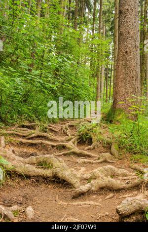 A vertical shot of a tree with long roots near the historic Angkor ...