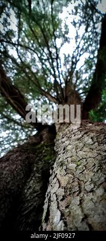 Vertical low angle shot tree during daytime daytime Stock Photo - Alamy