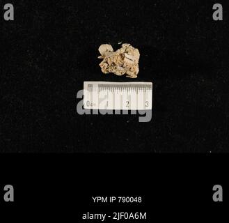 Brachiopoda; shell hash with Stock Photo - Alamy