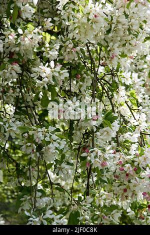 Weeping crab apple, Malus 'Sun Rival', in bloom. Branches covered with ...