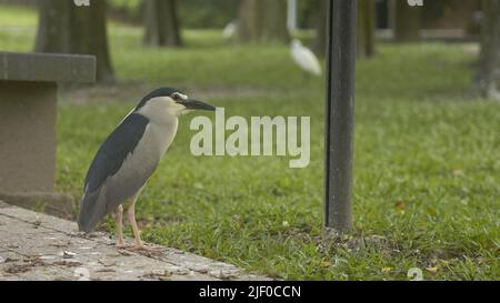 A beautiful shot of black-crowned night herons sitting on the rock ...