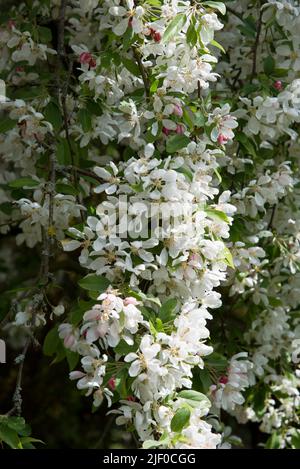 Weeping crab apple, Malus 'Sun Rival', in bloom. Branches covered with ...