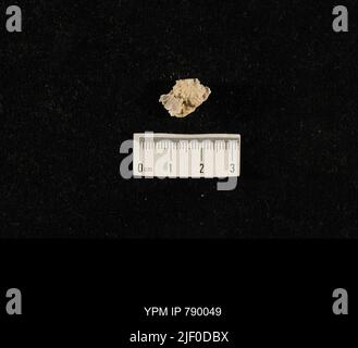 Brachiopoda; shell hash with Stock Photo - Alamy