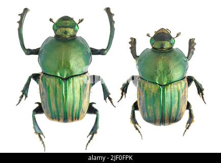 Insect collection of dung beetles (Scarabaeinae) specimen isolated on ...