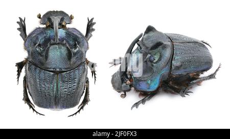 Insect collection of dung beetles (Scarabaeinae) specimen isolated on ...
