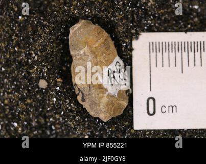 Mesalia kansasensis Meek Stock Photo - Alamy