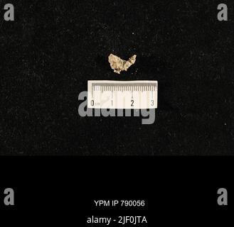 Brachiopoda; shell hash with Stock Photo - Alamy