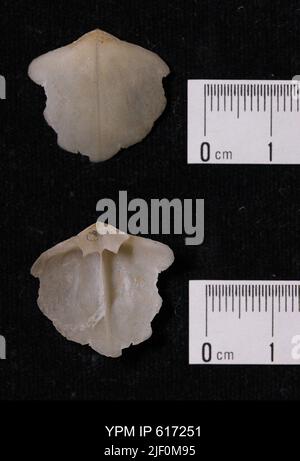 Laqueus californicus (Koch Stock Photo - Alamy