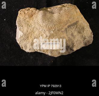 Receptaculites infundibuliformis Eaton Stock Photo - Alamy