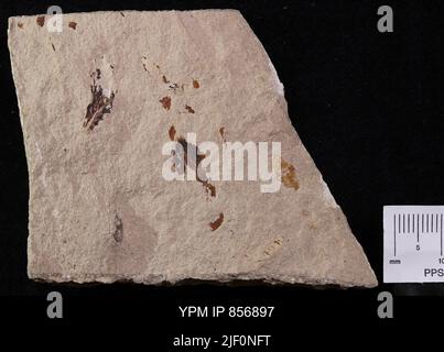 Callichimaera perplexa Luque et al., 2019 Stock Photo - Alamy