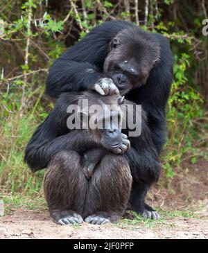 Common (primates) chimpanzee (Pan troglodytes), male (Africa) (mammals ...