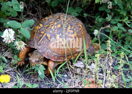 Eastern box turtle, aka land turtle, in the grass, seen in Latourette ...