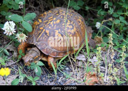 Eastern box turtle, aka land turtle, in the grass, seen in Latourette ...