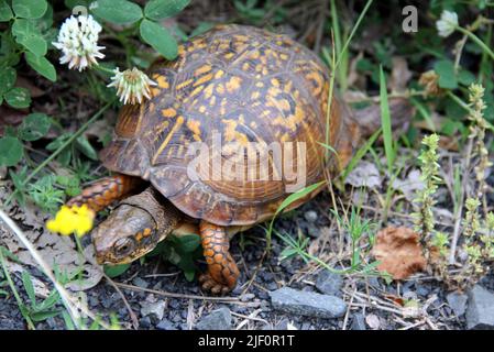 Eastern box turtle, aka land turtle, in the grass, seen in Latourette ...