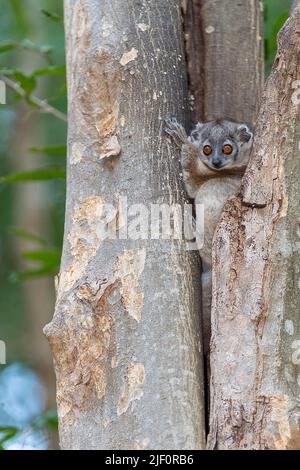 Dry-bush weasel lemur / Sportive Lemur (Lepilemur mustelinus leucopus ...