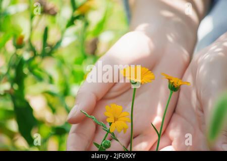 Beautiful Pot marigold. Close up of Colorful Pot Marigold flower.Yellow ...